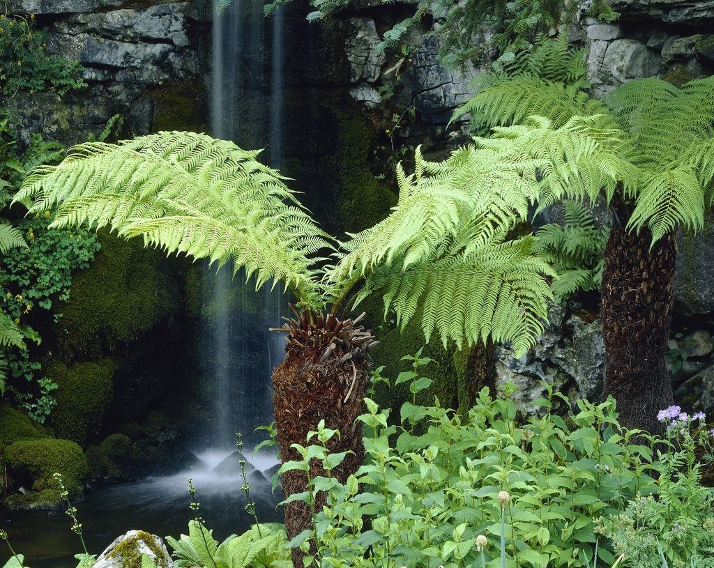 Large Dicksonia Antarctica - Hardy Tree Fern