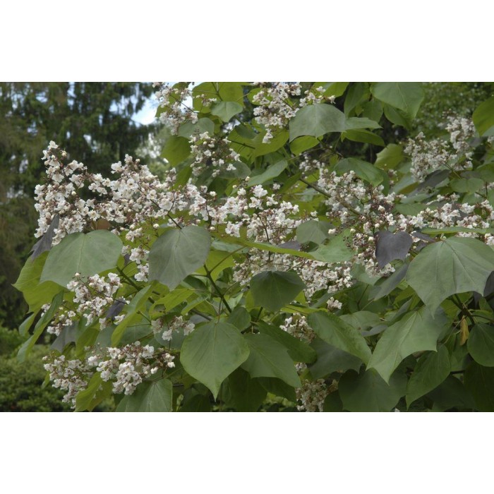 Catalpa erubescens Purpurea - Purple Indian Bean Tree