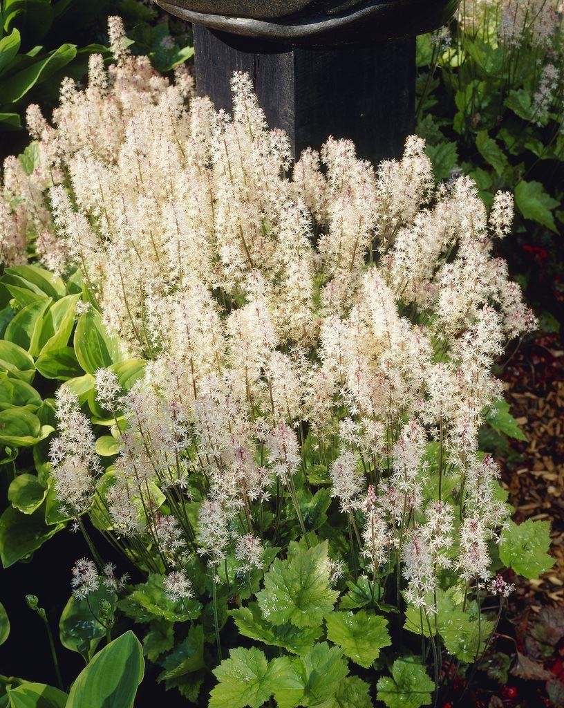 Tiarella wherryi - Foam Flower