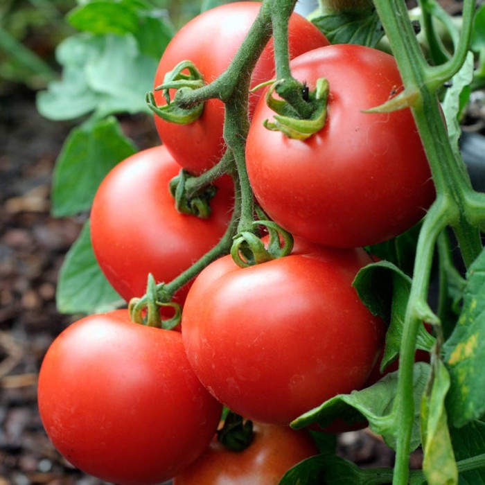 Traditional Tomato Collection - Pack of SIX Plants