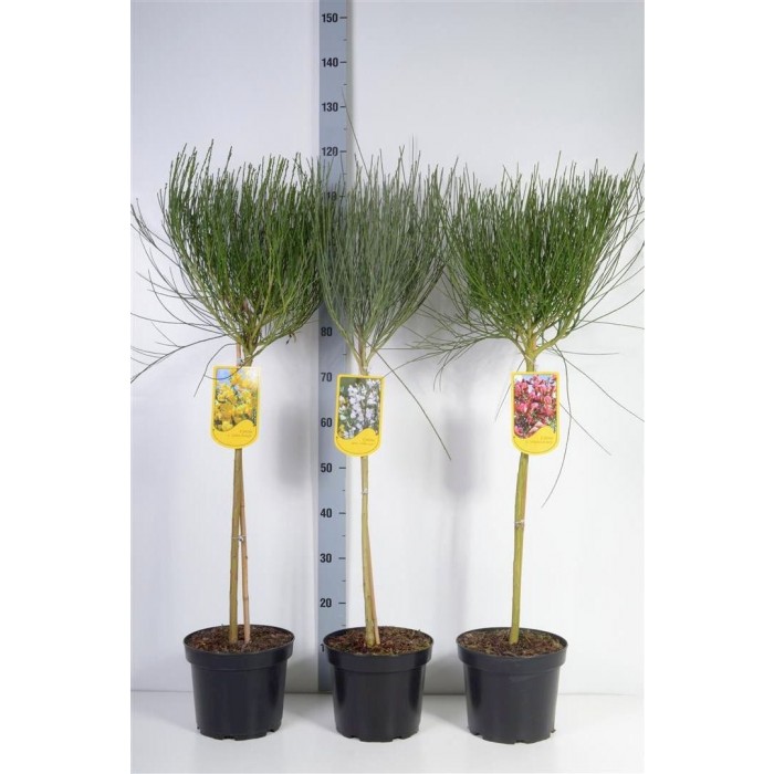 Patio Standard Tree - Cytisus circa 100-120cm - Goldfinch Broom