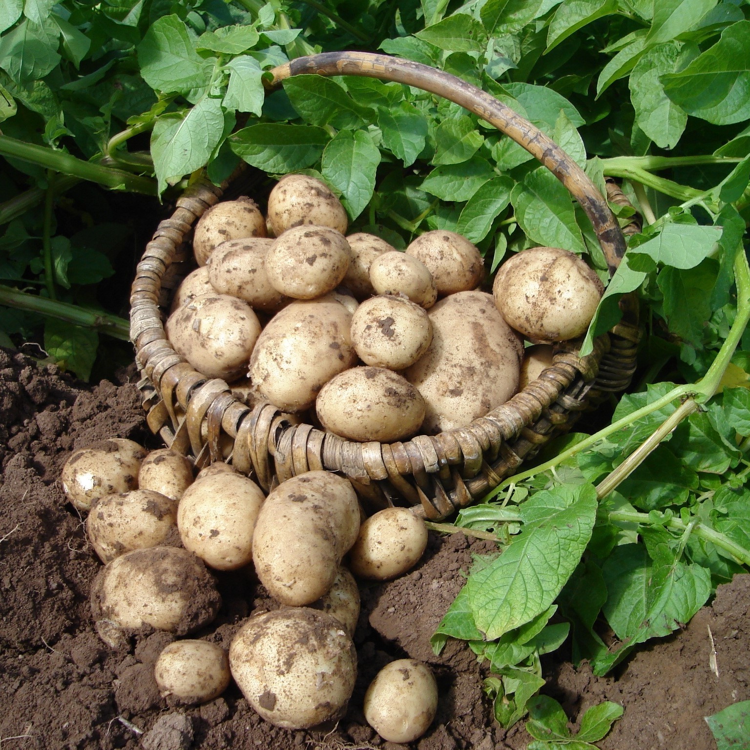 Maris Piper - Main Crop Seed Potatoes - Pack of 10