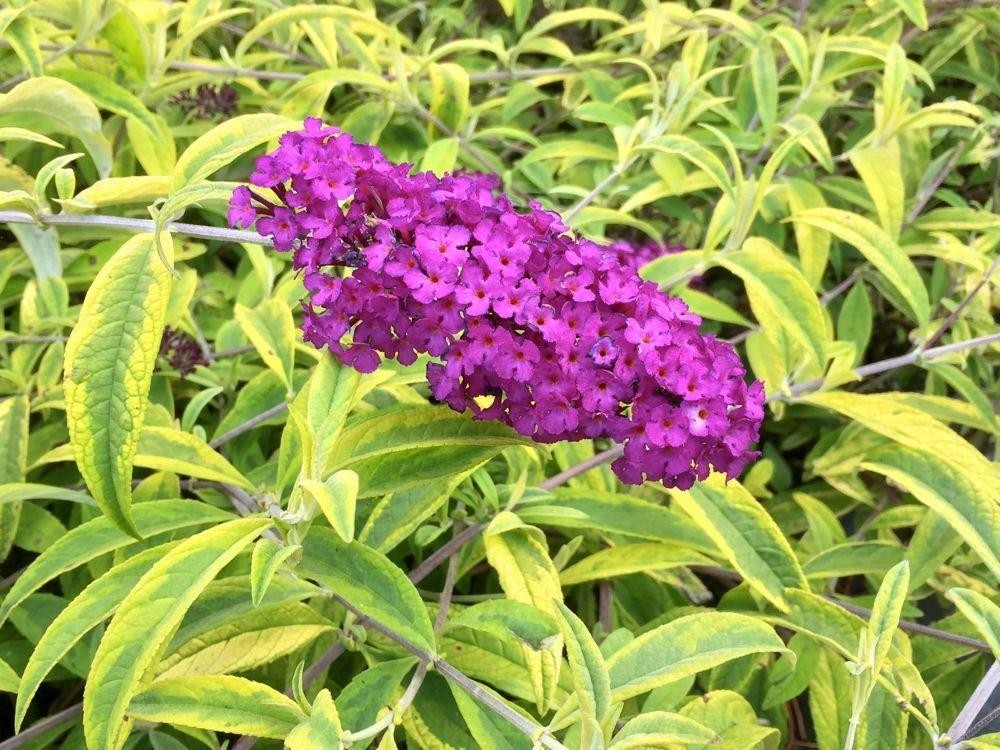 Buddleja davidii Santana - Butterfly Bush - Golden Variegated Buddleia