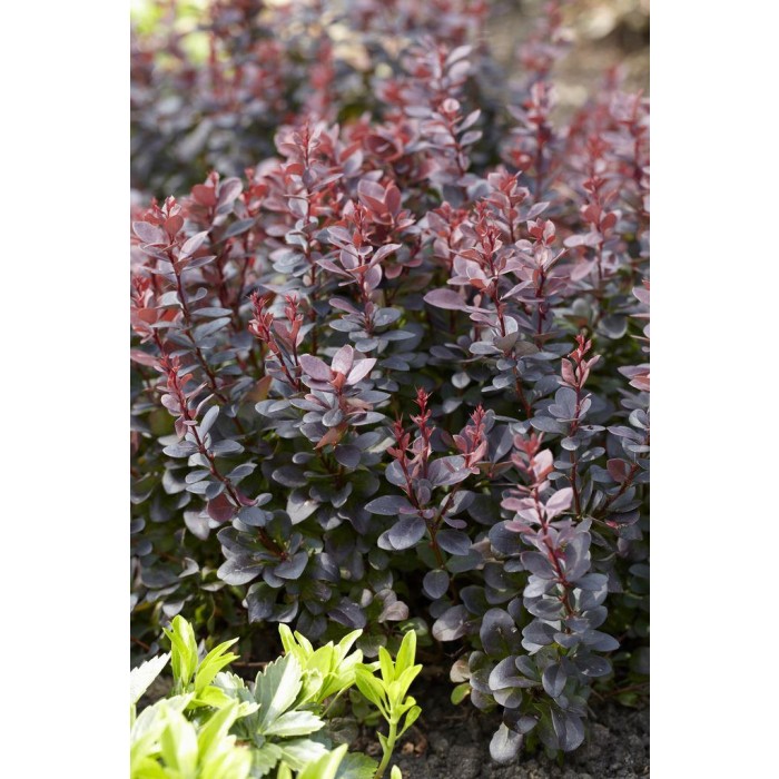 Berberis thunbergii atropurpureum - Purple Barberry