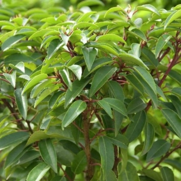 Evergreen Laurel Hedging