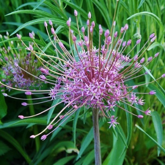 Allium schubertii - Giant Sparkler Firework Allium