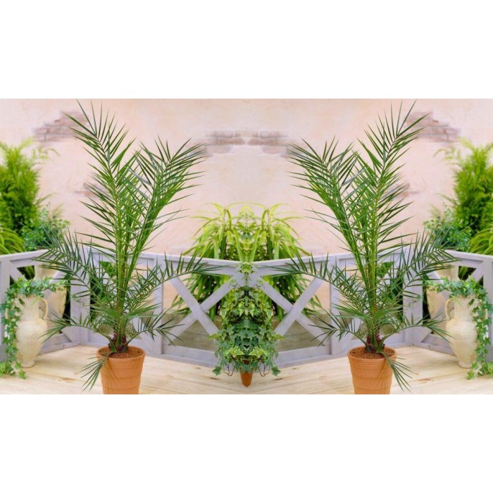 Pair of Stylish Canary Island Date Palms with Planters