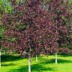 Betula pendula Royal Frost - Birch Tree