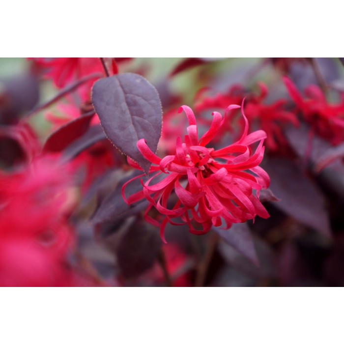 Loropetalum chinensis Ever Red (Chang Nian Hong) - Chinese Witch Hazel