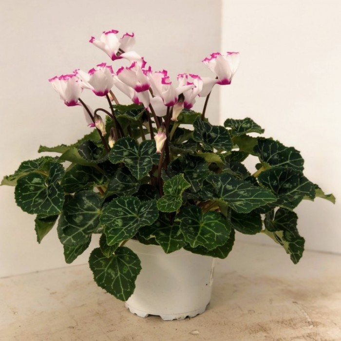 LARGE Cyclamen Victoria Plant In Bud & Bloom