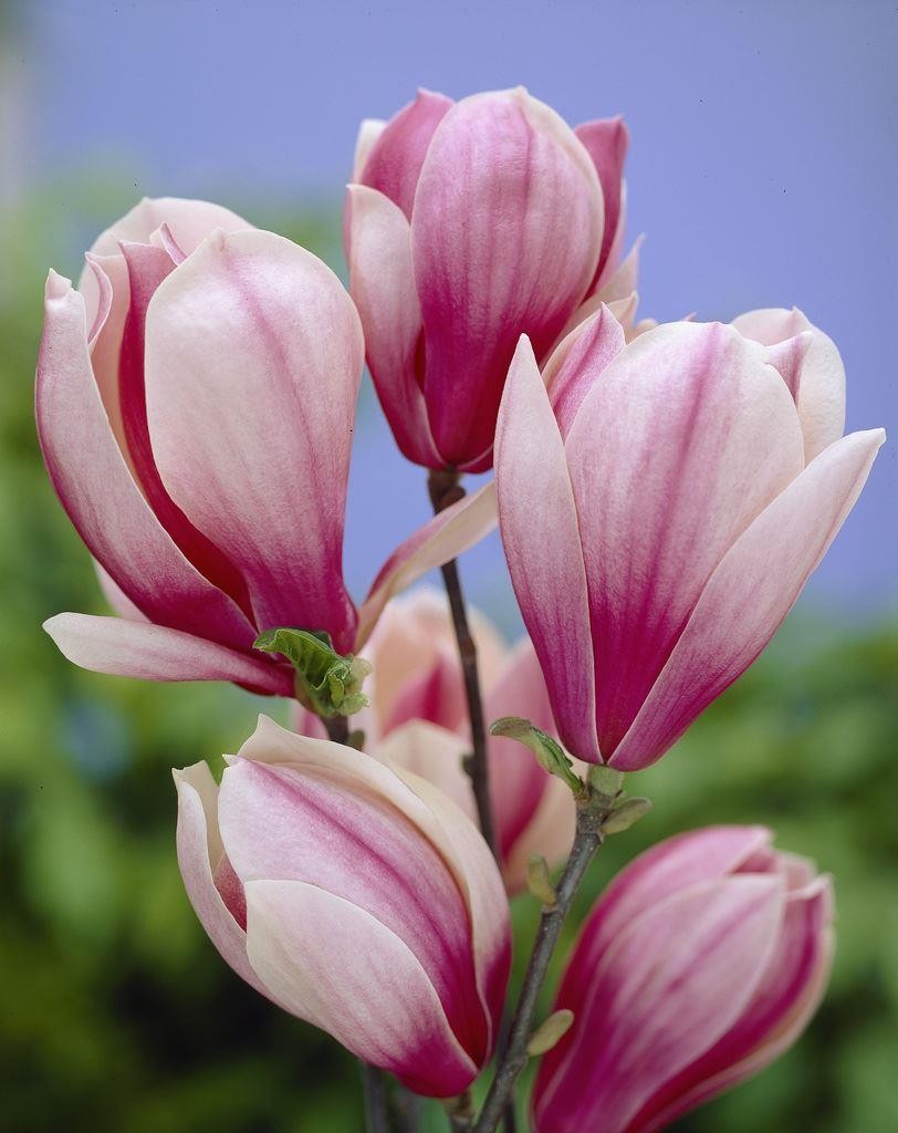 Magnolia Red Lucky - Chinese Magnolia Shrub