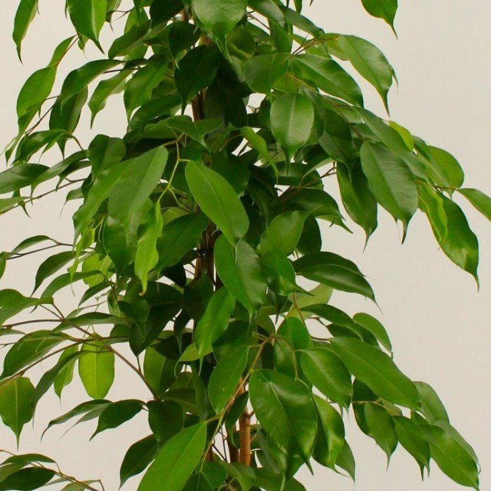 Ficus benjamina Exotica - Weeping Fig Tree - Large 150cm House Plant