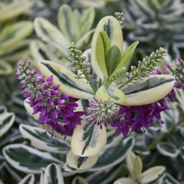 Hebe plants for sale | Buy Hebe shrubs UK delivery