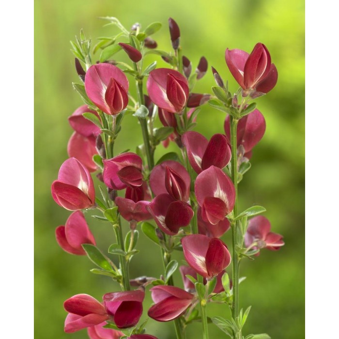 Cytisus Boskoop Ruby - Broom - LARGE