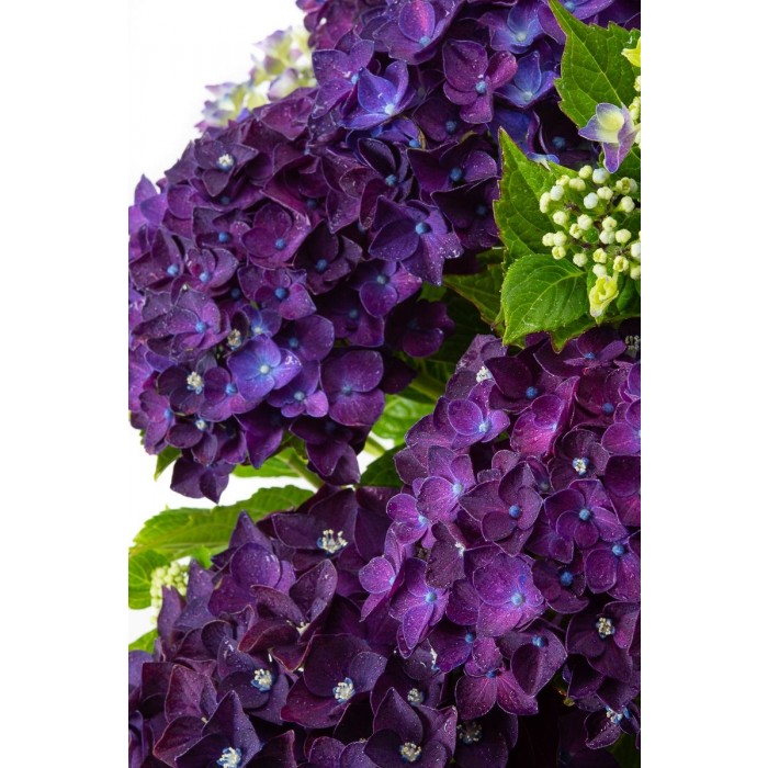 GIANT PURPLE MOPHEAD - Hydrangea macrophylla Rodeo Deep Purple - Large ...