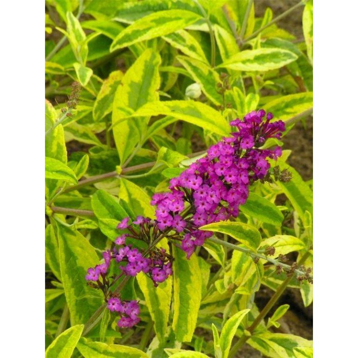 Buddleja davidii Santana - Butterfly Bush - Golden Variegated Buddleia