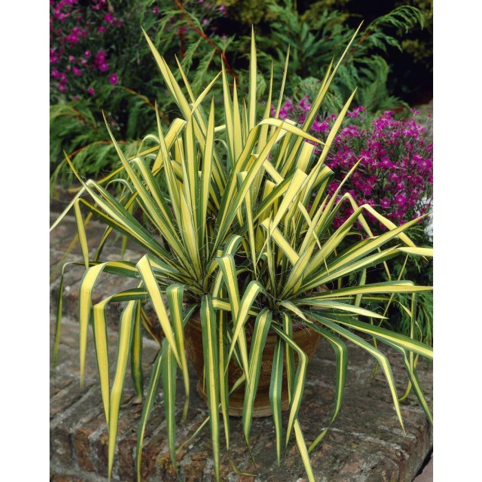 Yucca Colour Guard - Variegated Adams Needle - Large