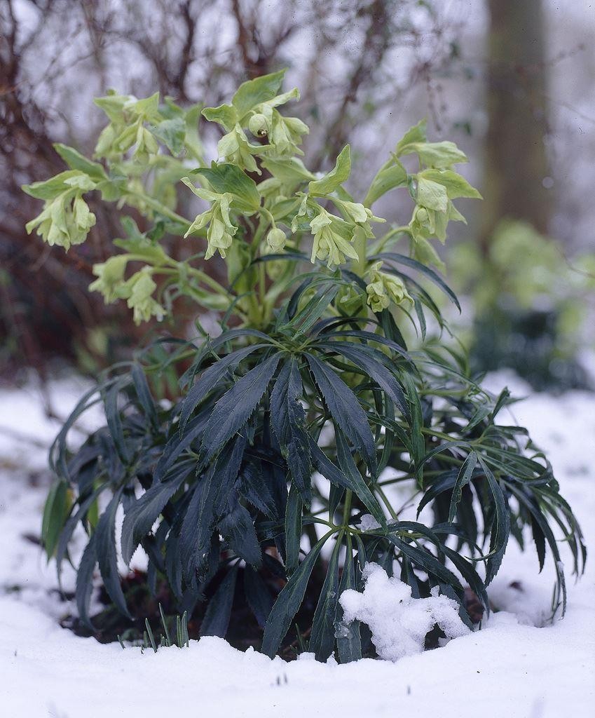 Helleborus Foetidus - Stinking Hellebore