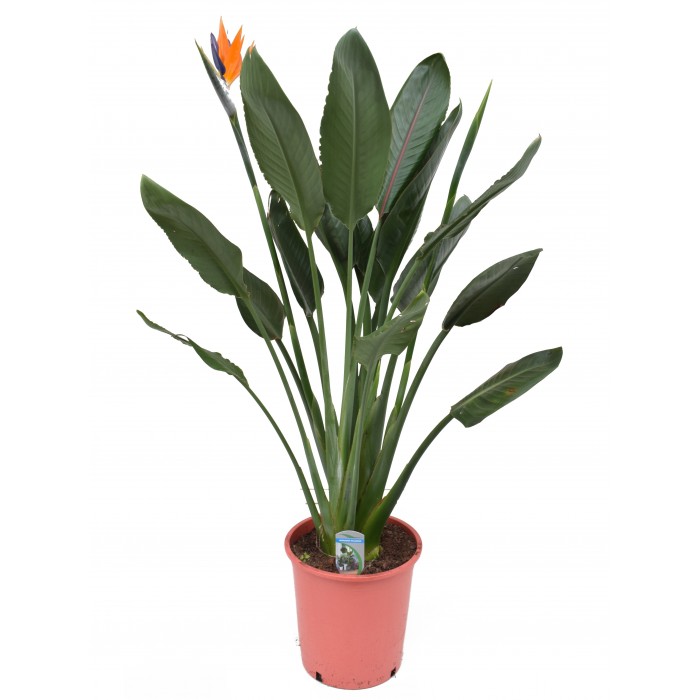 LARGE - Strelitzia reginae - Bird of Paradise Plant in Bud