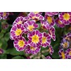 Primula Silver Laced Pink - Pack of THREE Plants