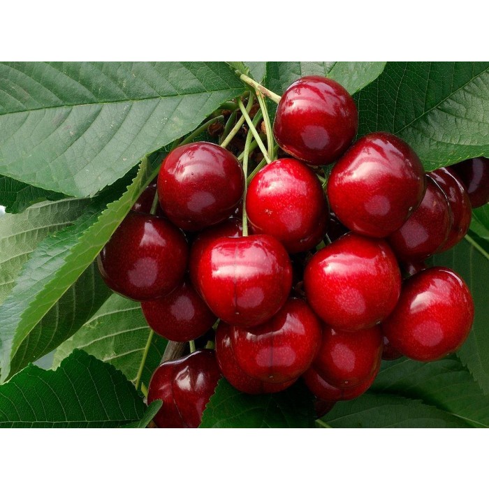 CHERRY TREE - Multi-Variety Fruit Tree - CHERRY - 5 varieties on one Tree!