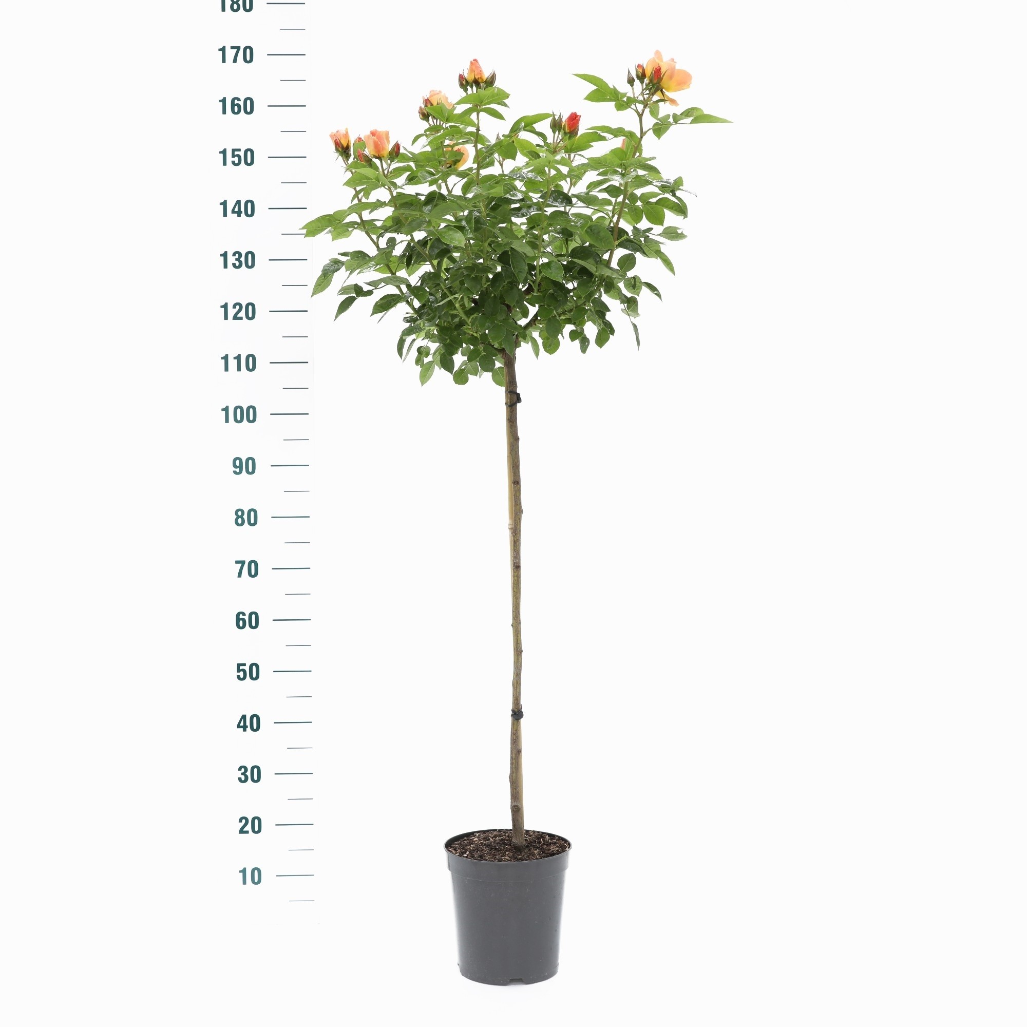 Large Orange Standard Rose Tree 'Butano' - circa 150cms tall