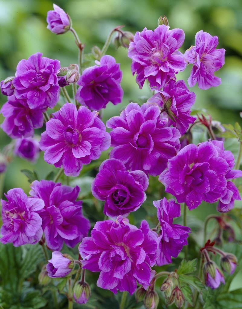 Geranium himalayense Plenum