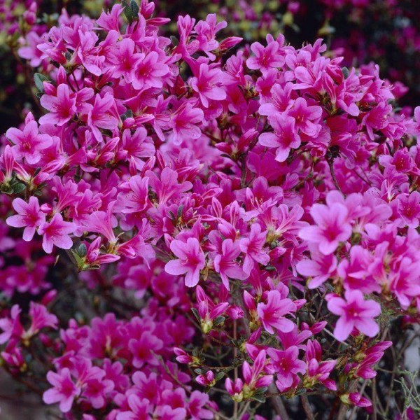 Azalea japonica 'Blue Danube' - Evergreen Japanese Azalea - Pack of ...