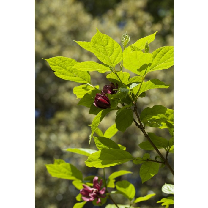 Calycanthus Hartlage Wine - Carolina allspice