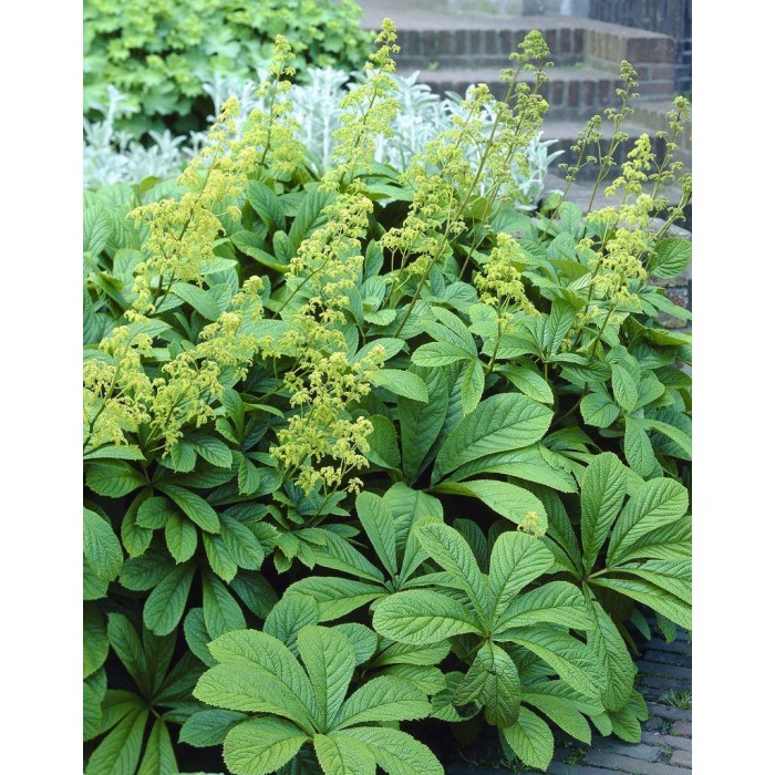 Rodgersia aesculifolia