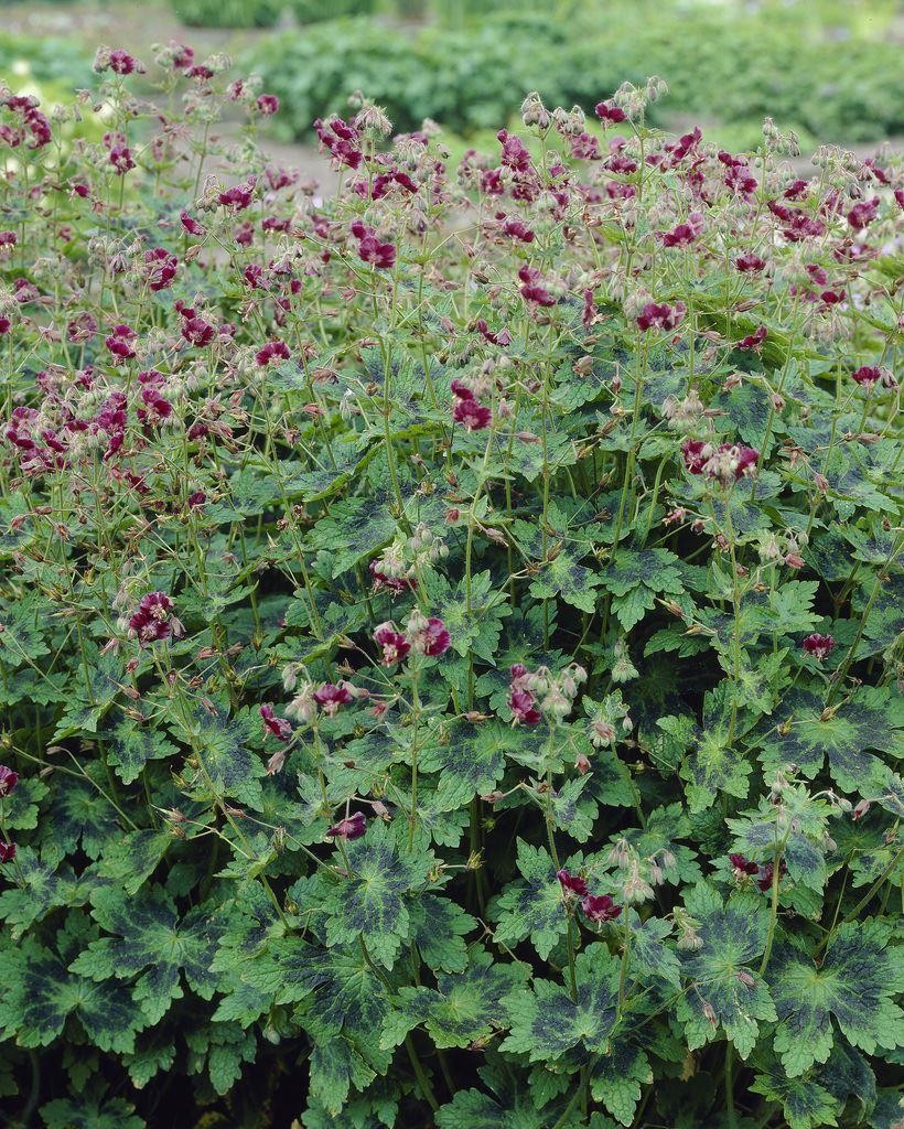 Geranium phaeum Samobor - Dusky Cranesbill