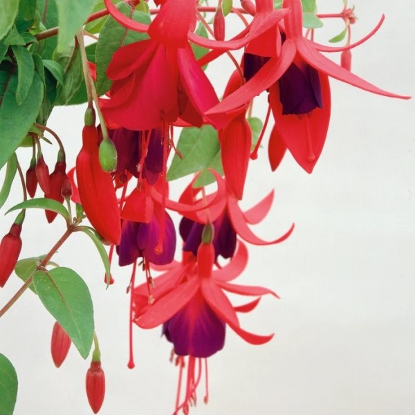 Fuchsia shrubs for sale UK | Fuchsia plants UK delivery