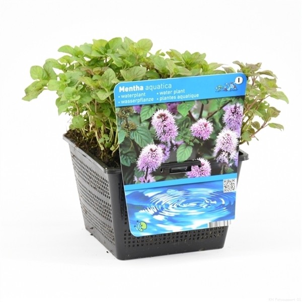 Mentha aquatica - Water Mint