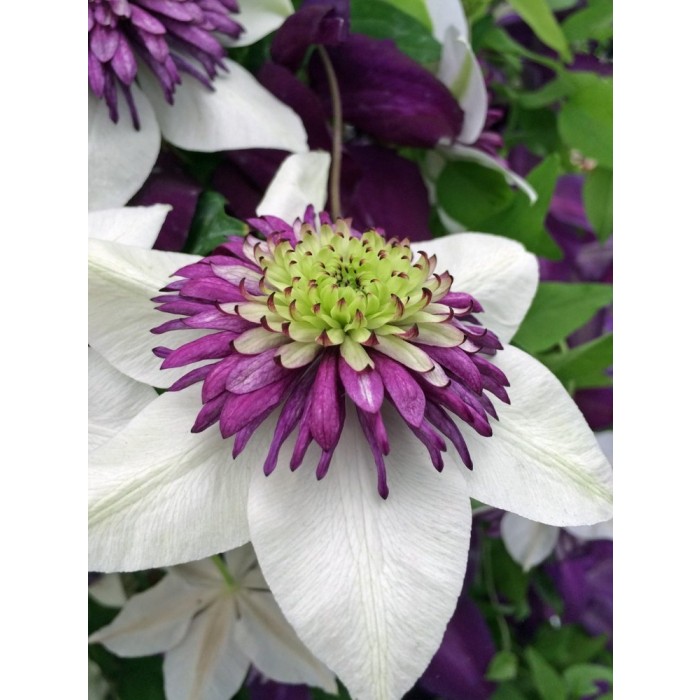 Clematis florida Vienetta - Summer Flowering Clematis