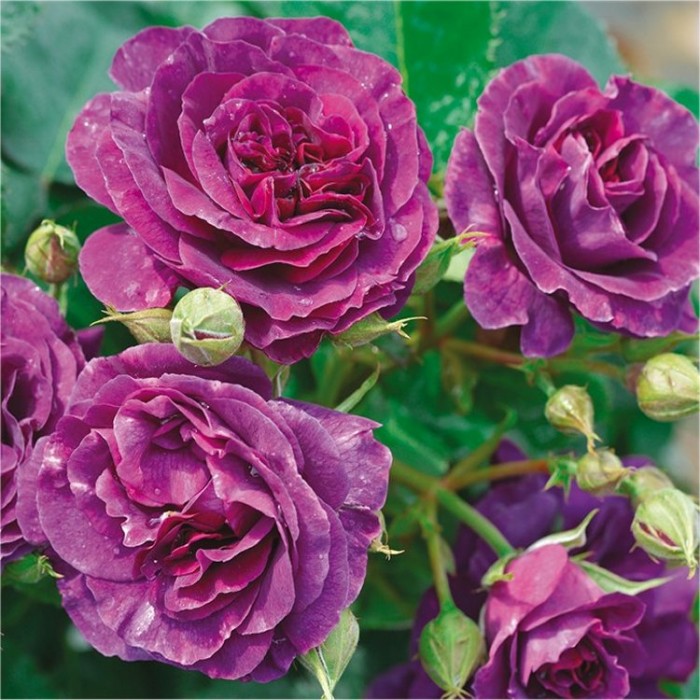 Rose Tree 'Minerva' - LARGE Standard Tree