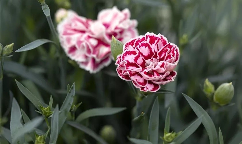 Dianthus caryophyllus Capitan Marco - Scented Picotee Bicolour ...