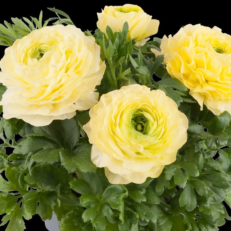 Ranunculus Lemonade in Bud & Bloom