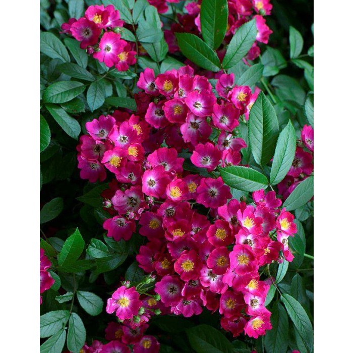 Rose Marjorie Fair - Shrub Rose