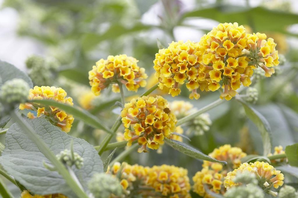 Buddleja x weyeriana 'Sungold' - Golden Yellow Flowered Butterfly Bush ...