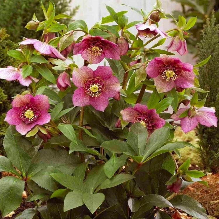 Helleborus orientalis Tutu - Rare Double Pleated Hellebore