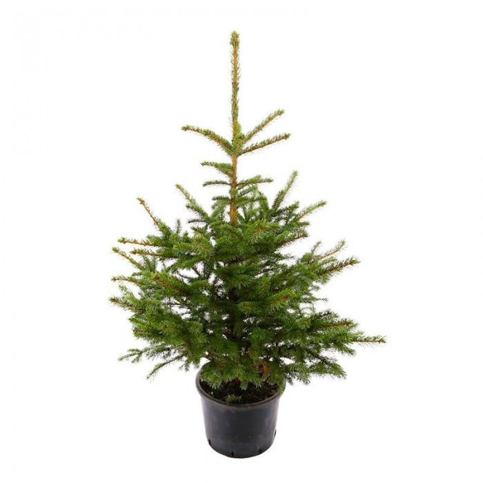 Fresh Christmas Tree - Traditional Potted Spruce - 100-120cms - FOR ...