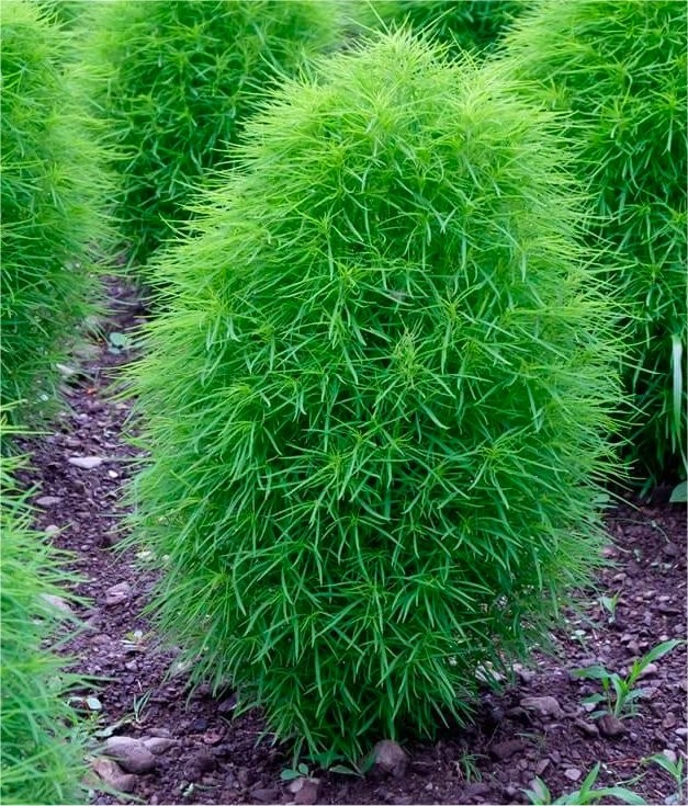 Kochia trichophylla - Burning Bush