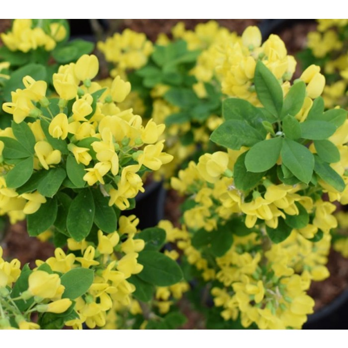 Laburnum anagyroides Yellow Rocket - Upright Golden Chain Tree