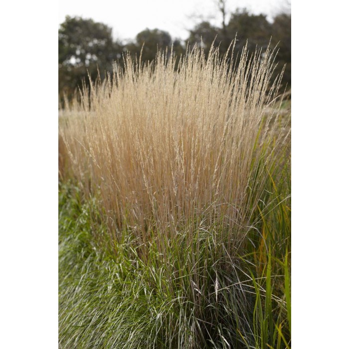 Calamagrostis acutiflora 'Karl Foerster' - Feather Reed Grass
