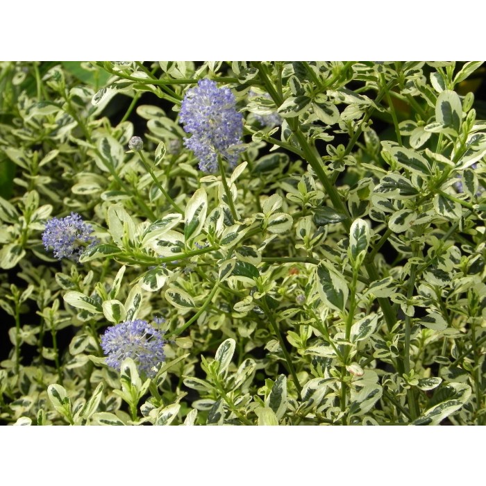 Ceanothus impressus Cool Blue - Hardy Variegated Victoria Ceanothus ...