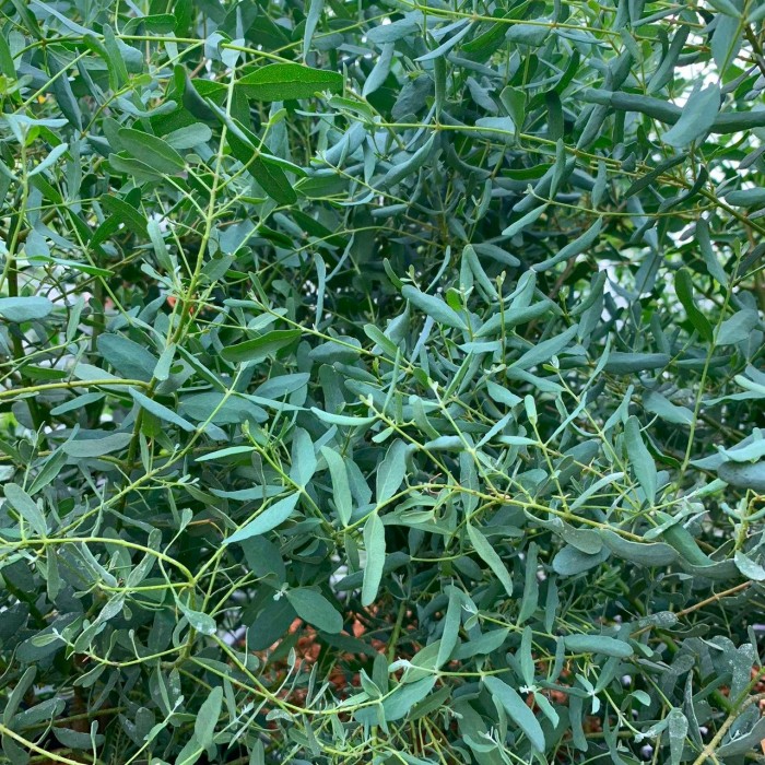 Evergreen Dwarf Cider Gum - Eucalyptus gunnii France Bleu