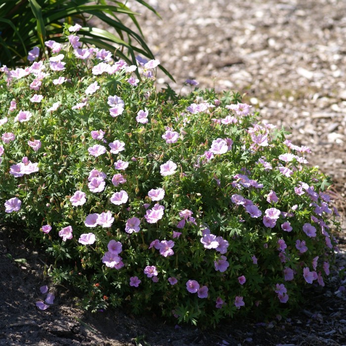Hardy Geranium Breeders Mix Premium Collection - Pack of TEN