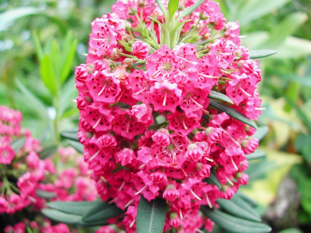 Kalmia Angustifolia Rubra - Mountain Laurel
