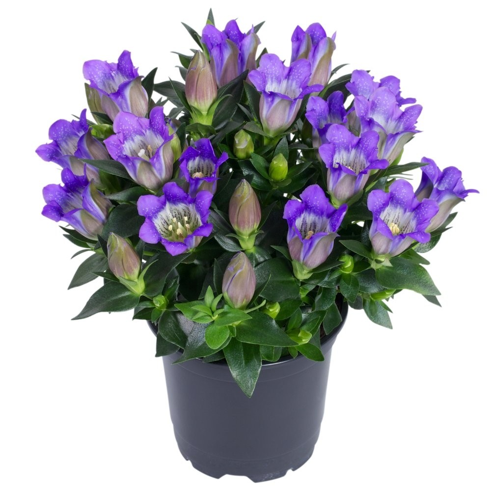 Gentiana scabra Blue Heart - Gentian