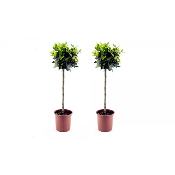 Gardening Express - Bay